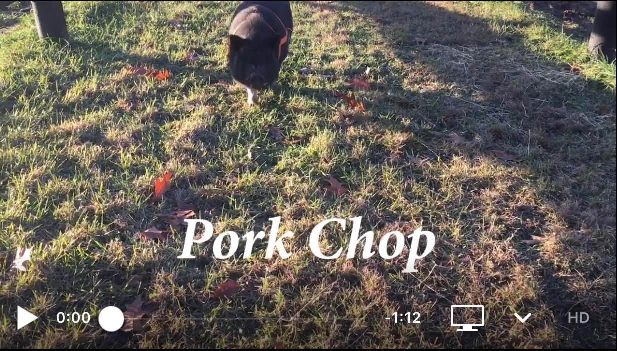 An Afternoon With Pork Chop – Old Tavern Farm
